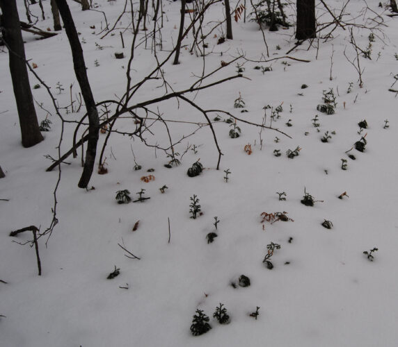 Reflections in Nature: Princess pine lives stand out among the freshly ...